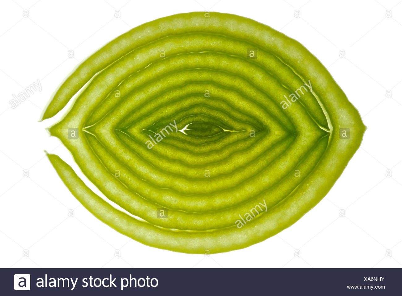 Cross Section Photos High Resolution Stock Photography and Images - Alamy