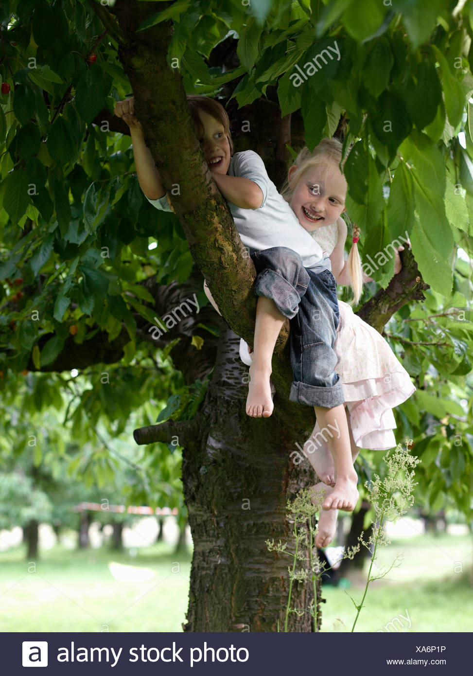 Page 2 - Boy Climbing Tree Barefoot High Resolution Stock Photography ...