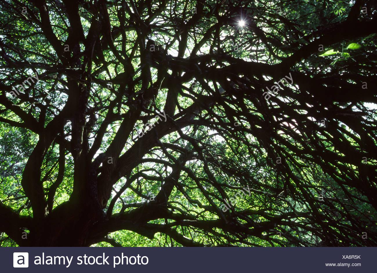 Osage Orange Tree Stock Photos & Osage Orange Tree Stock Images - Alamy