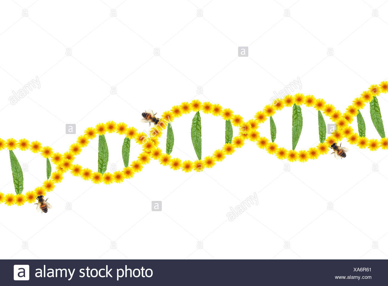 Recombinant Dna Stock Photos & Recombinant Dna Stock Images - Alamy