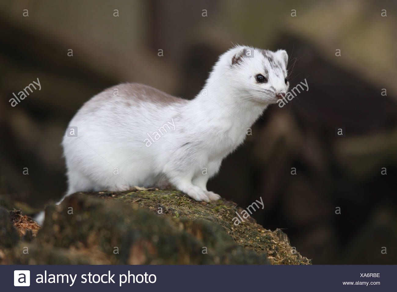 Coat Ermine High Resolution Stock Photography and Images - Alamy