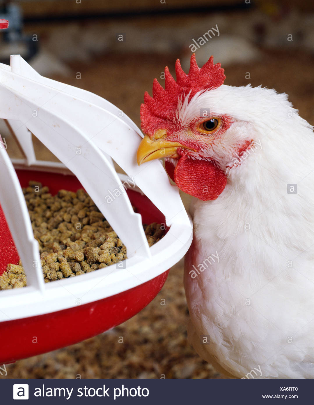 Hubbard Chicken High Resolution Stock Photography and Images - Alamy