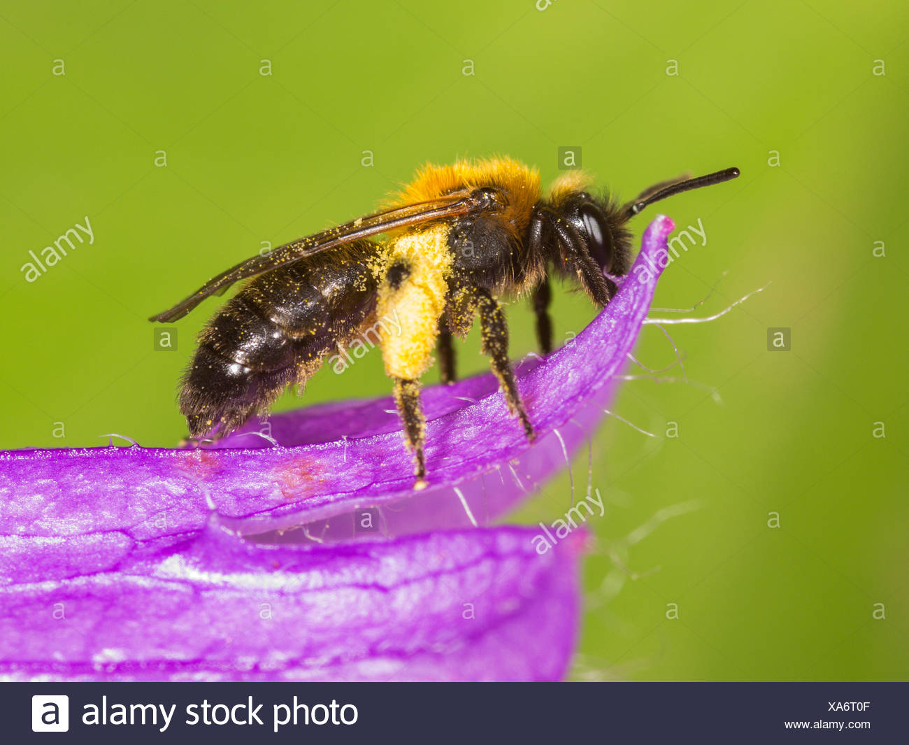 Burrowing Bees Stock Photos & Burrowing Bees Stock Images - Alamy