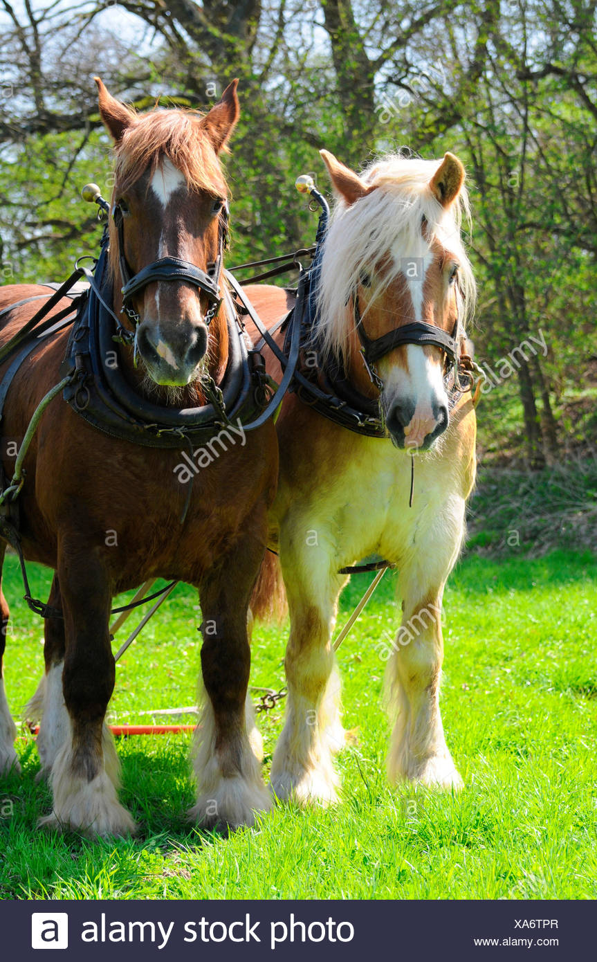 Breton Horses High Resolution Stock Photography and Images - Alamy
