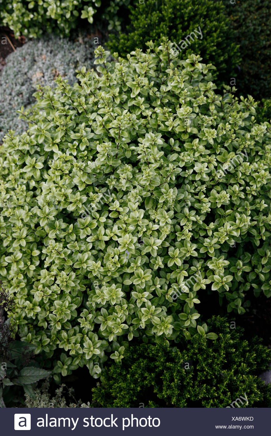 Pittosporum Tenuifolium Stock Photos & Pittosporum Tenuifolium Stock ...