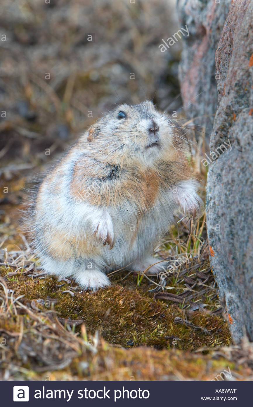 Lemming Arctic Stock Photos & Lemming Arctic Stock Images - Alamy