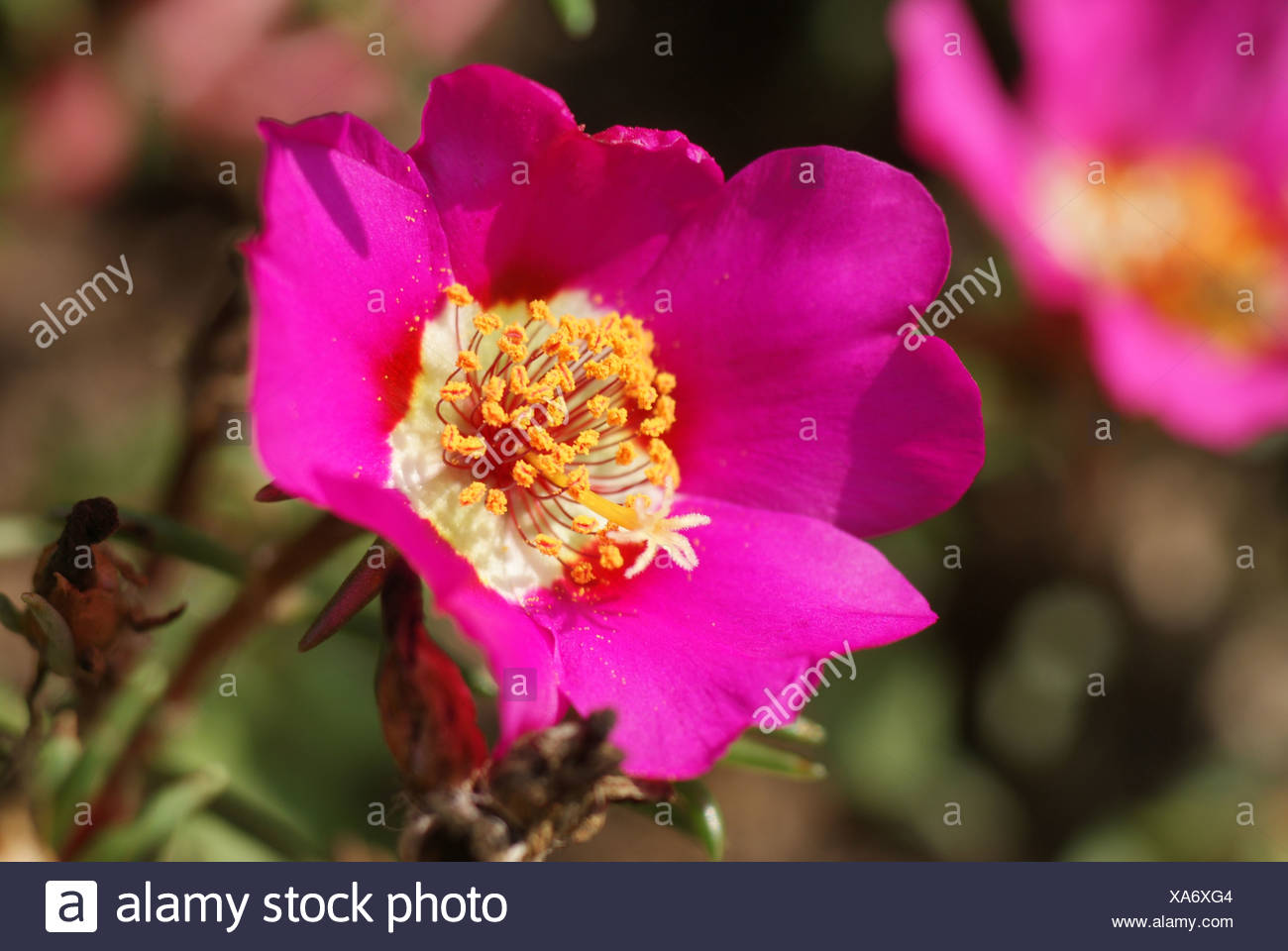 Moss Rose Purslane Stock Photos & Moss Rose Purslane Stock Images - Alamy