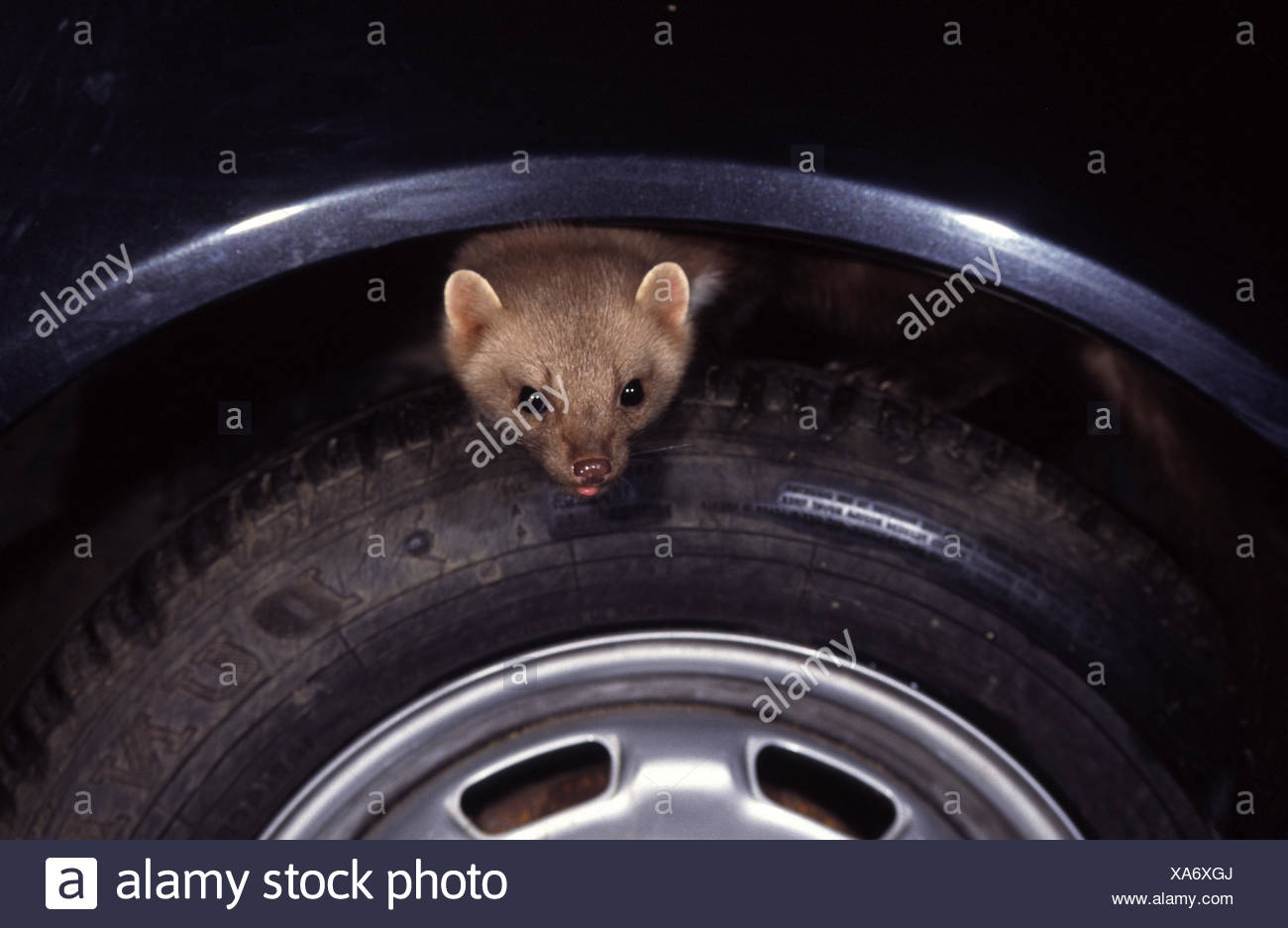 Marten Damage High Resolution Stock Photography and Images - Alamy