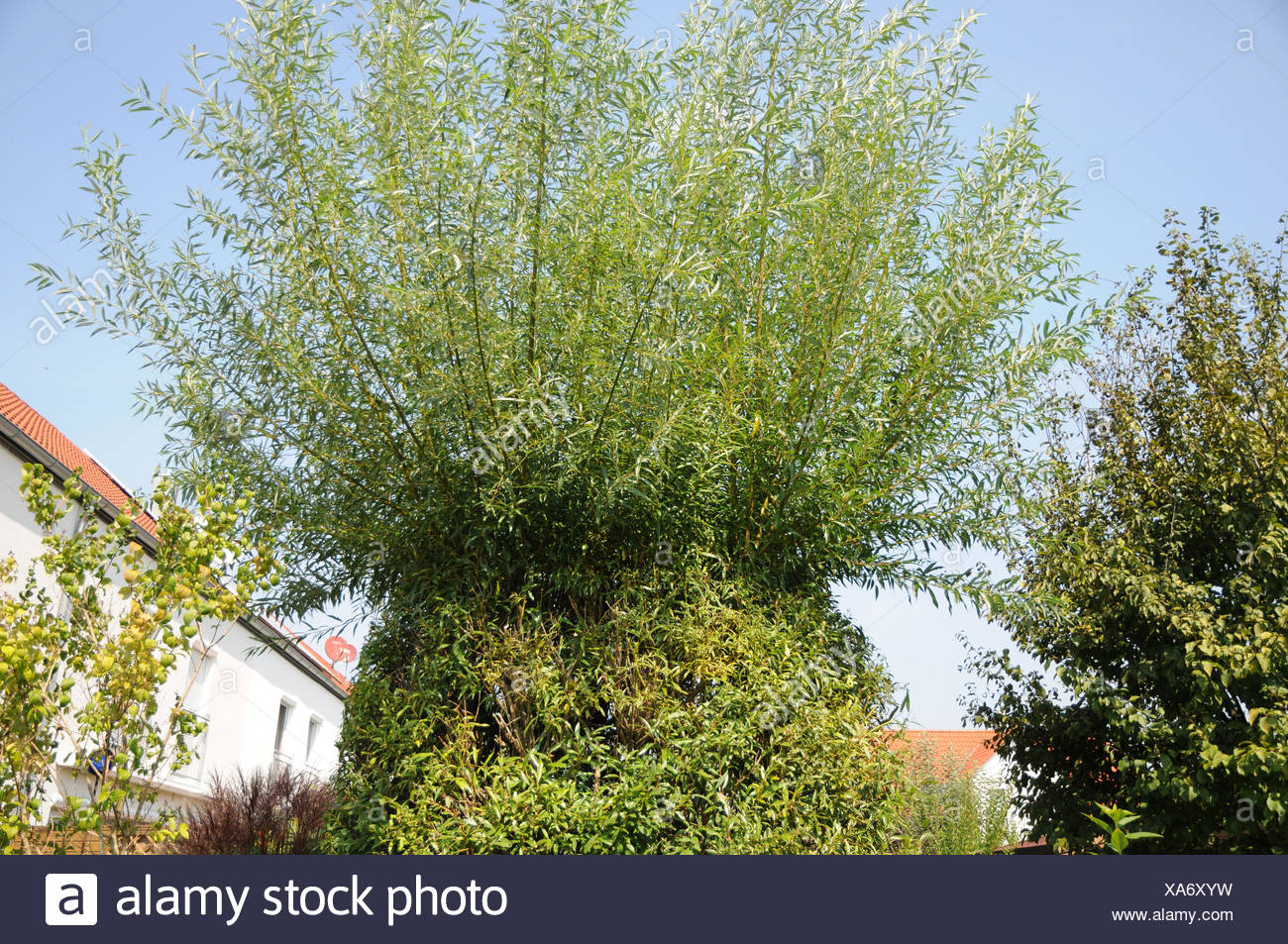 Pollard Willow Tree Stock Photos & Pollard Willow Tree Stock Images - Alamy