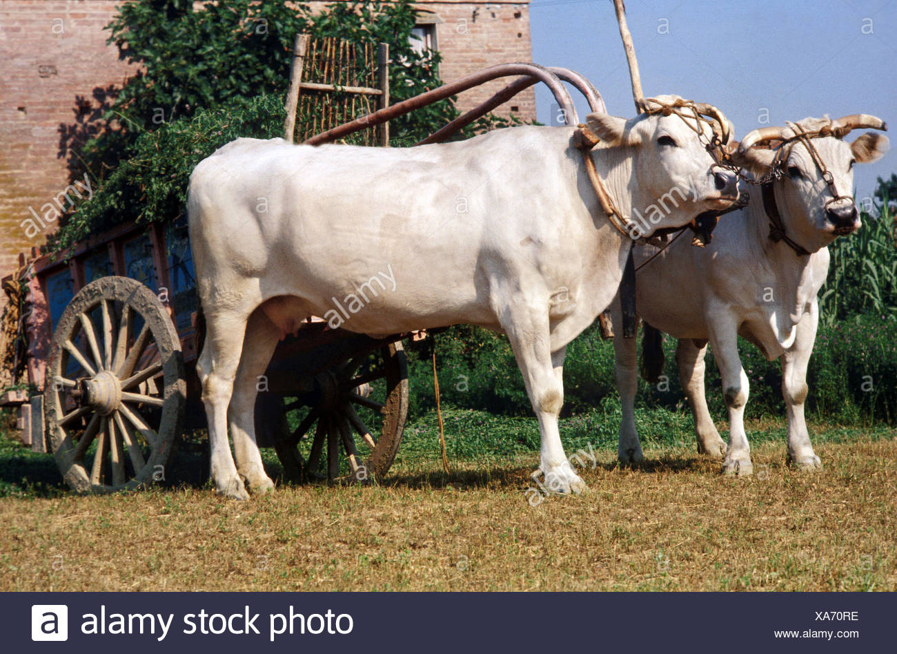 Parthenaise Cattle High Resolution Stock Photography and Images - Alamy