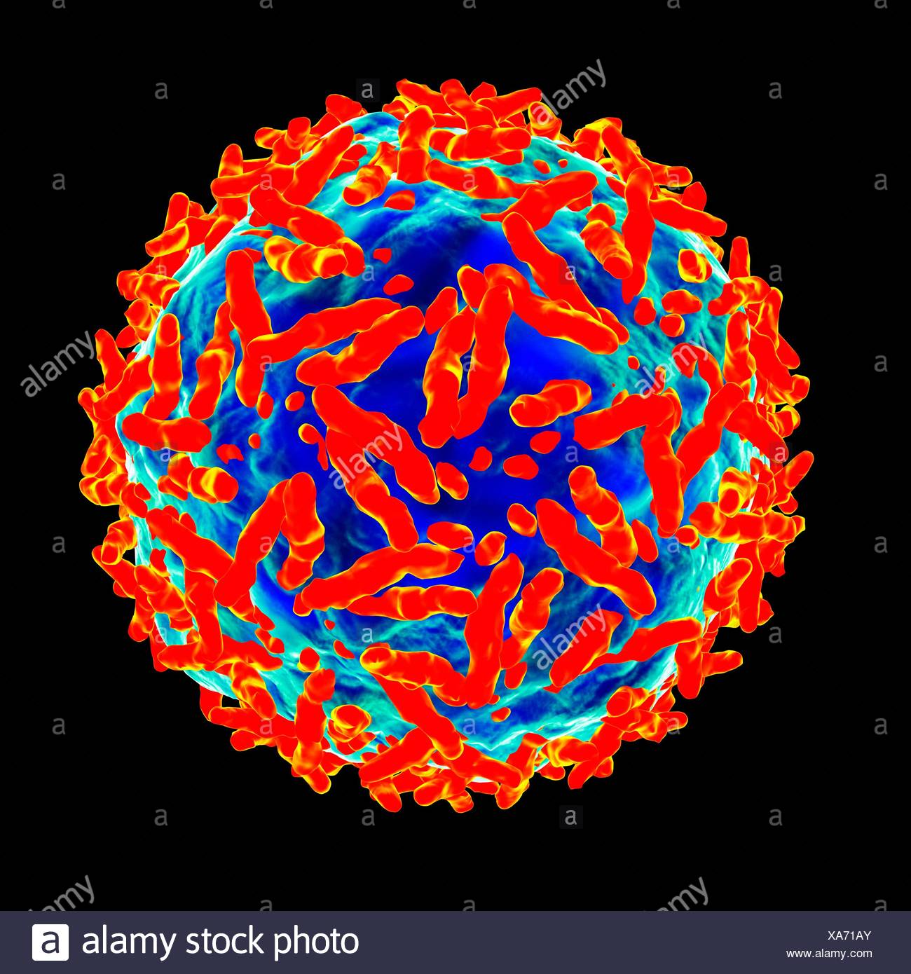 Adeno Associated Virus Stock Photos & Adeno Associated Virus Stock ...