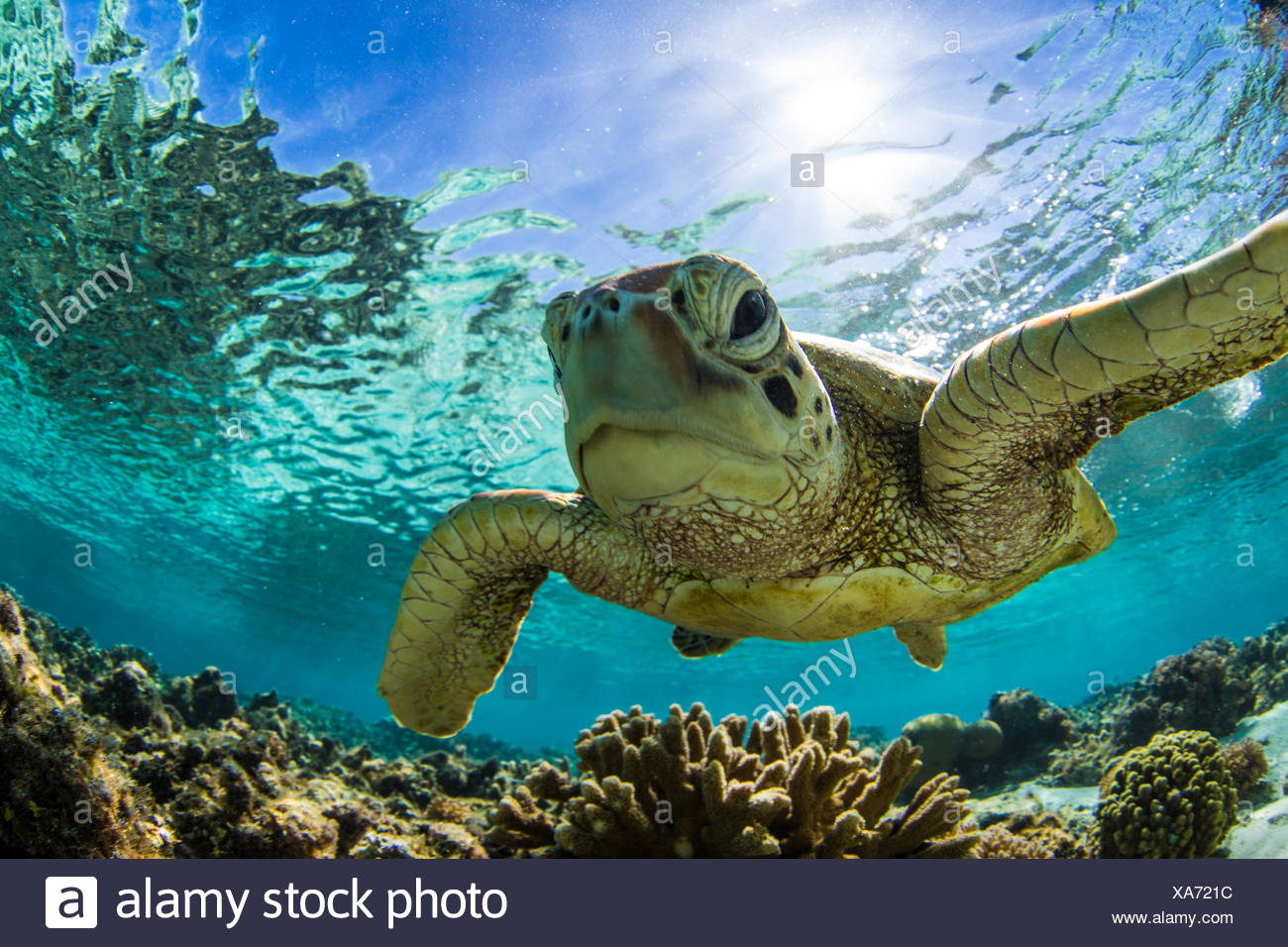 The Great Barrier Reef Of Australia High Resolution Stock Photography ...