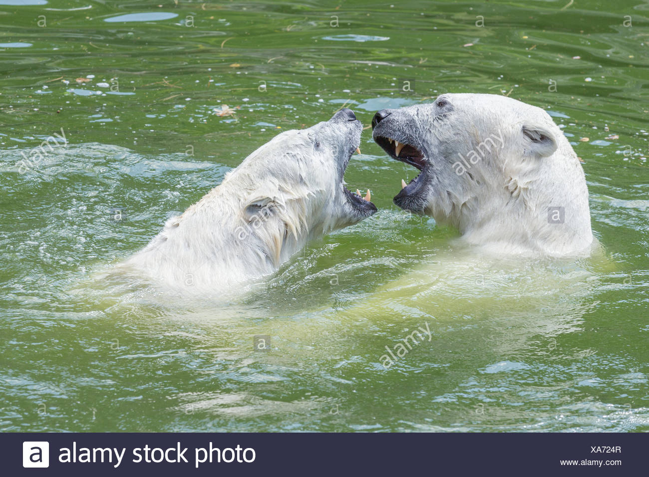 Bear Fight High Resolution Stock Photography and Images - Alamy