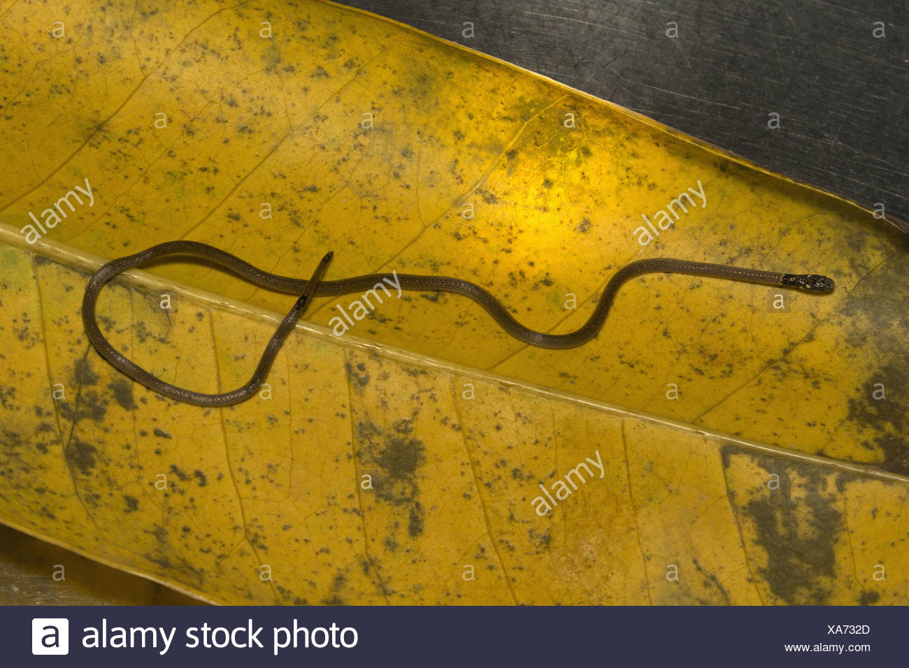 Slender Snake High Resolution Stock Photography and Images - Alamy