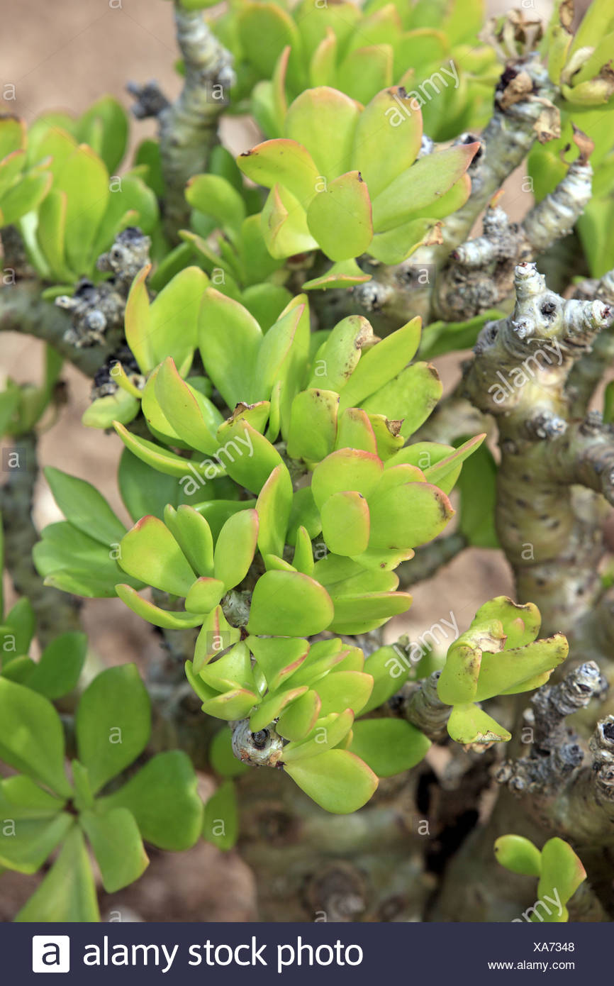 Tylecodon Stock Photos & Tylecodon Stock Images - Alamy