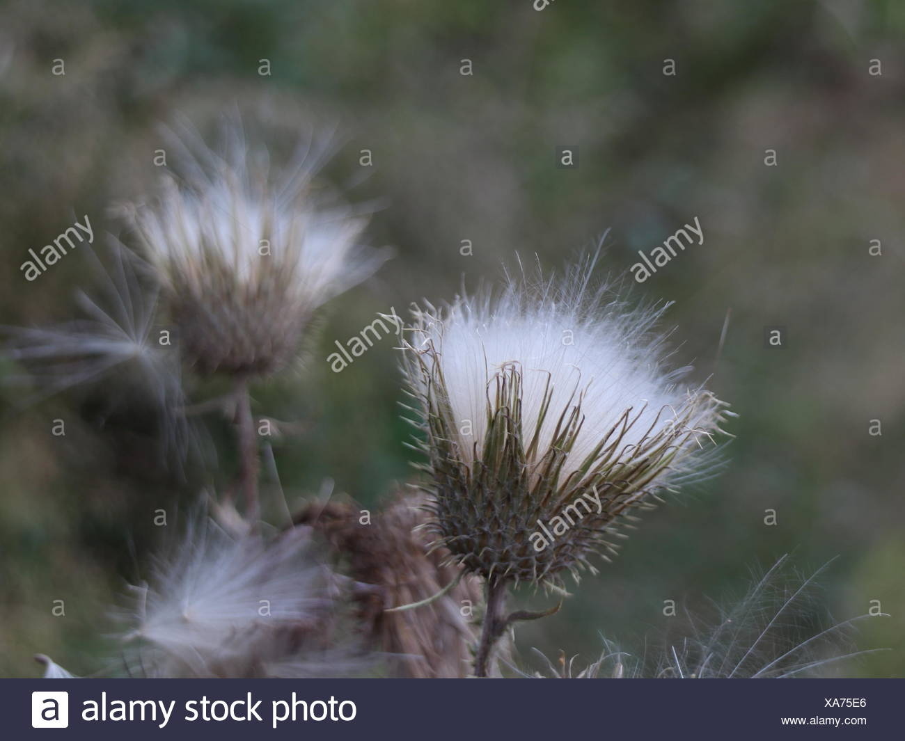 Distelsamen High Resolution Stock Photography and Images - Alamy
