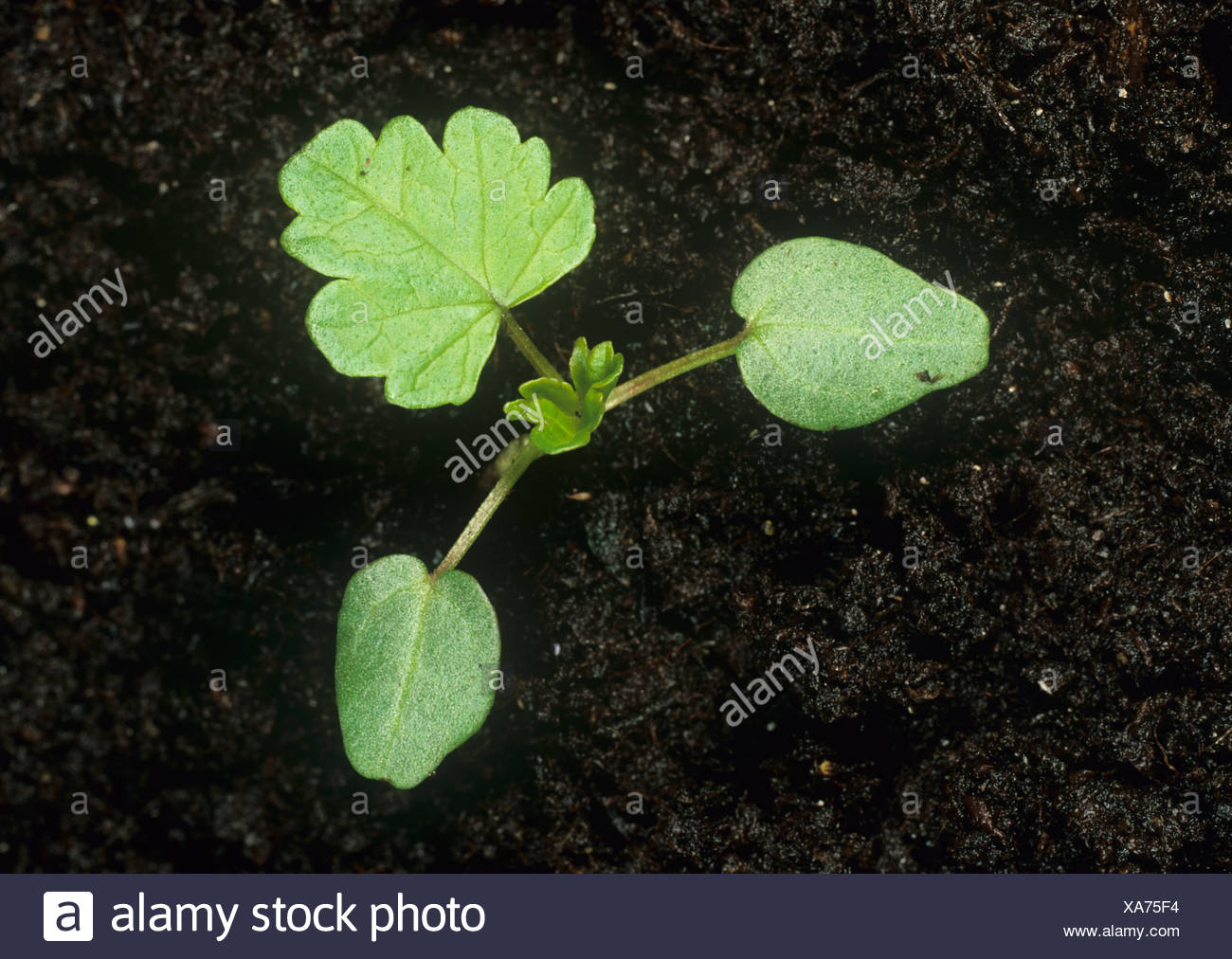 Seedling Cotyledons First True Leaves High Resolution Stock Photography ...
