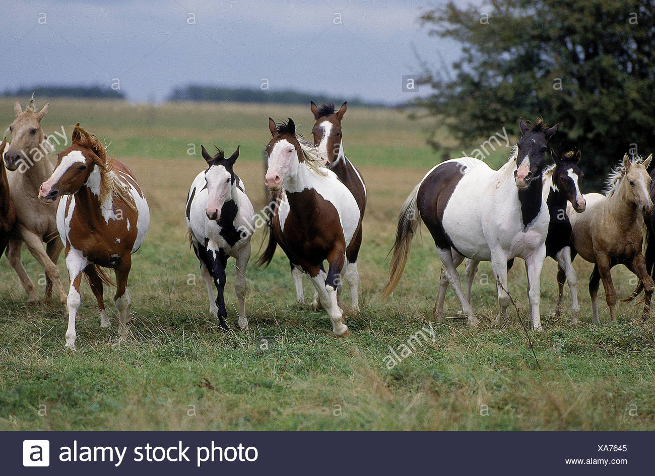 Paint Horse High Resolution Stock Photography and Images - Alamy