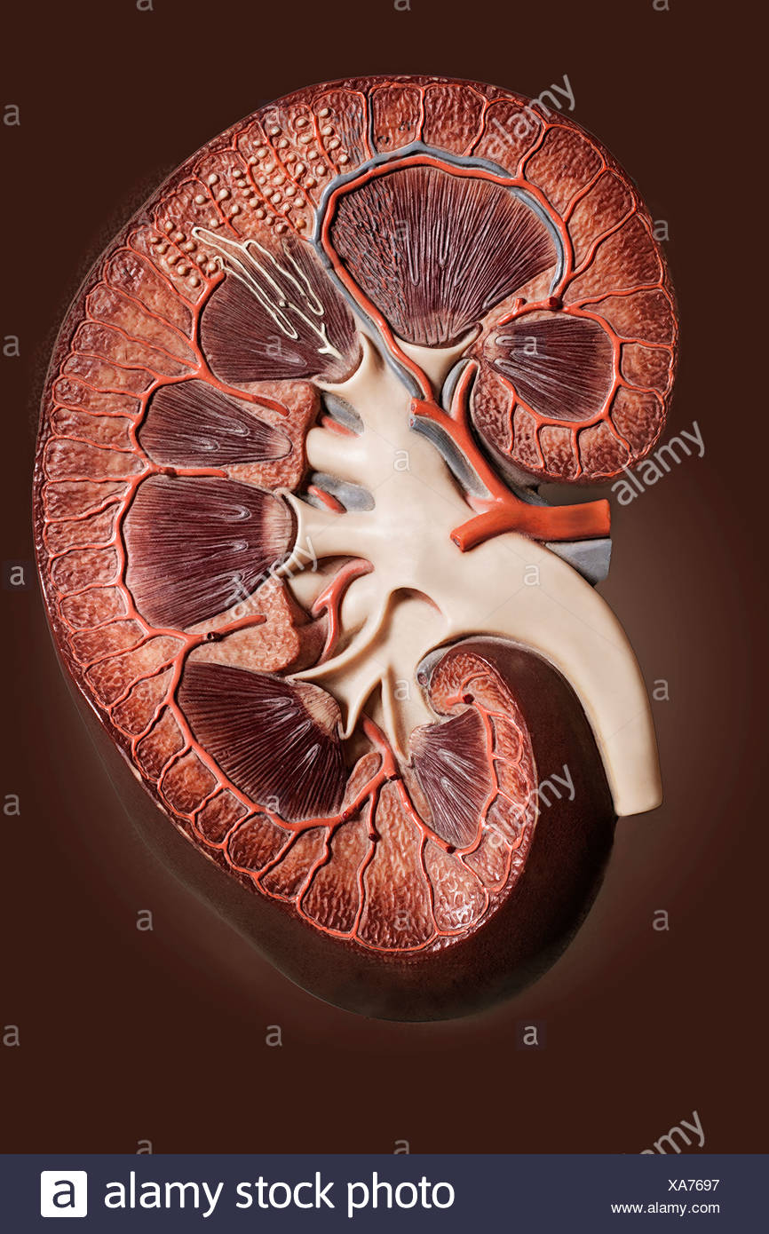 Kidney Illustration High Resolution Stock Photography and Images - Alamy