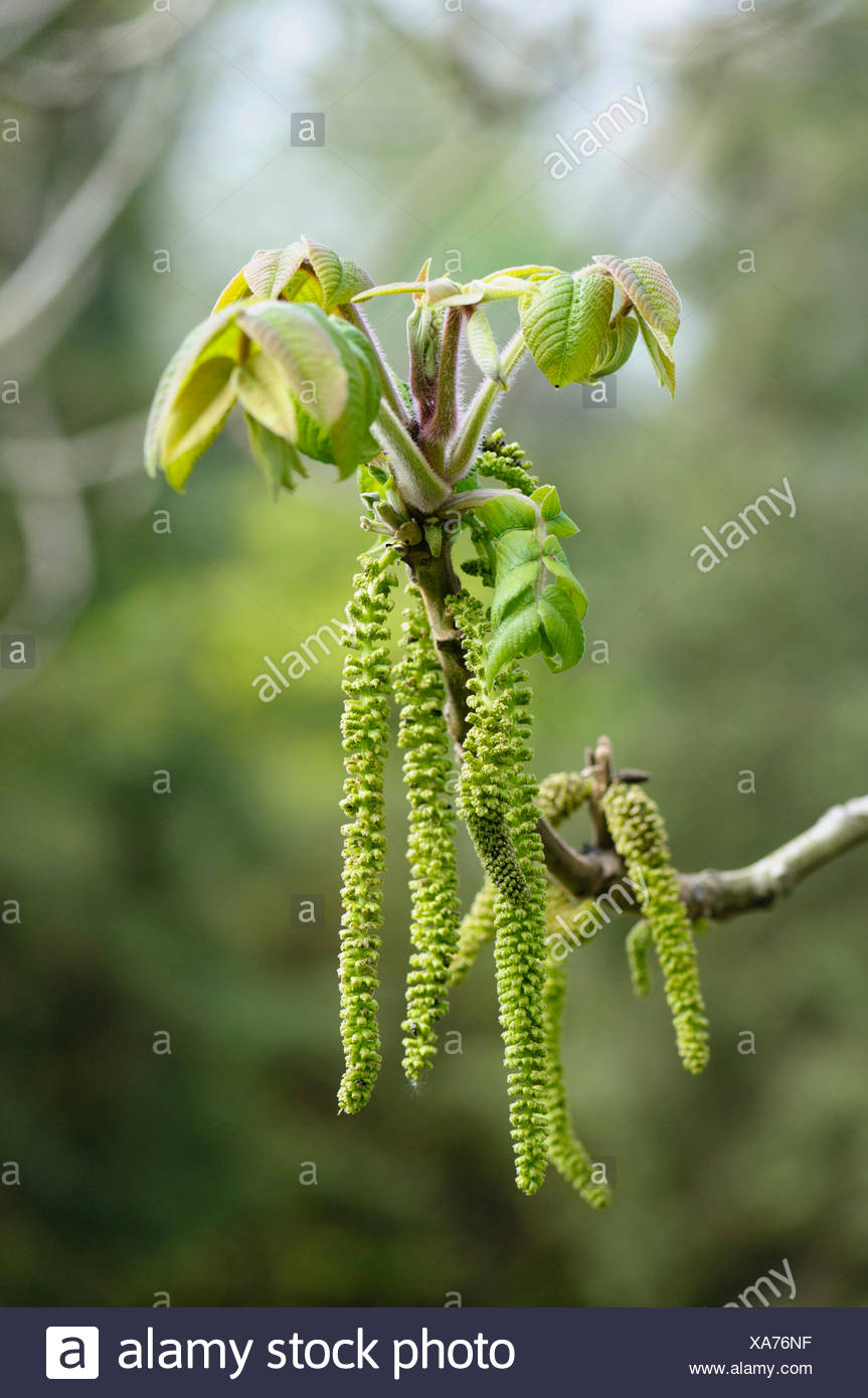 Heartnut Stock Photos & Heartnut Stock Images - Alamy
