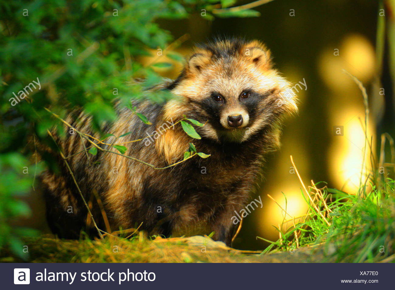 Raccoon Standing Up High Resolution Stock Photography and Images - Alamy