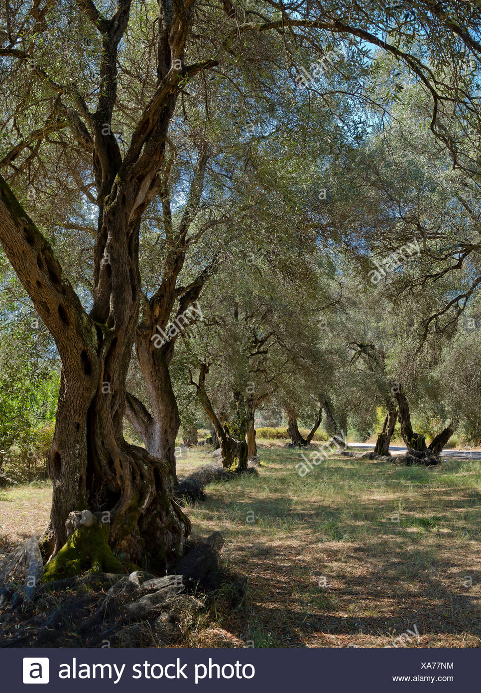 Olive Trees Greece High Resolution Stock Photography and Images - Alamy