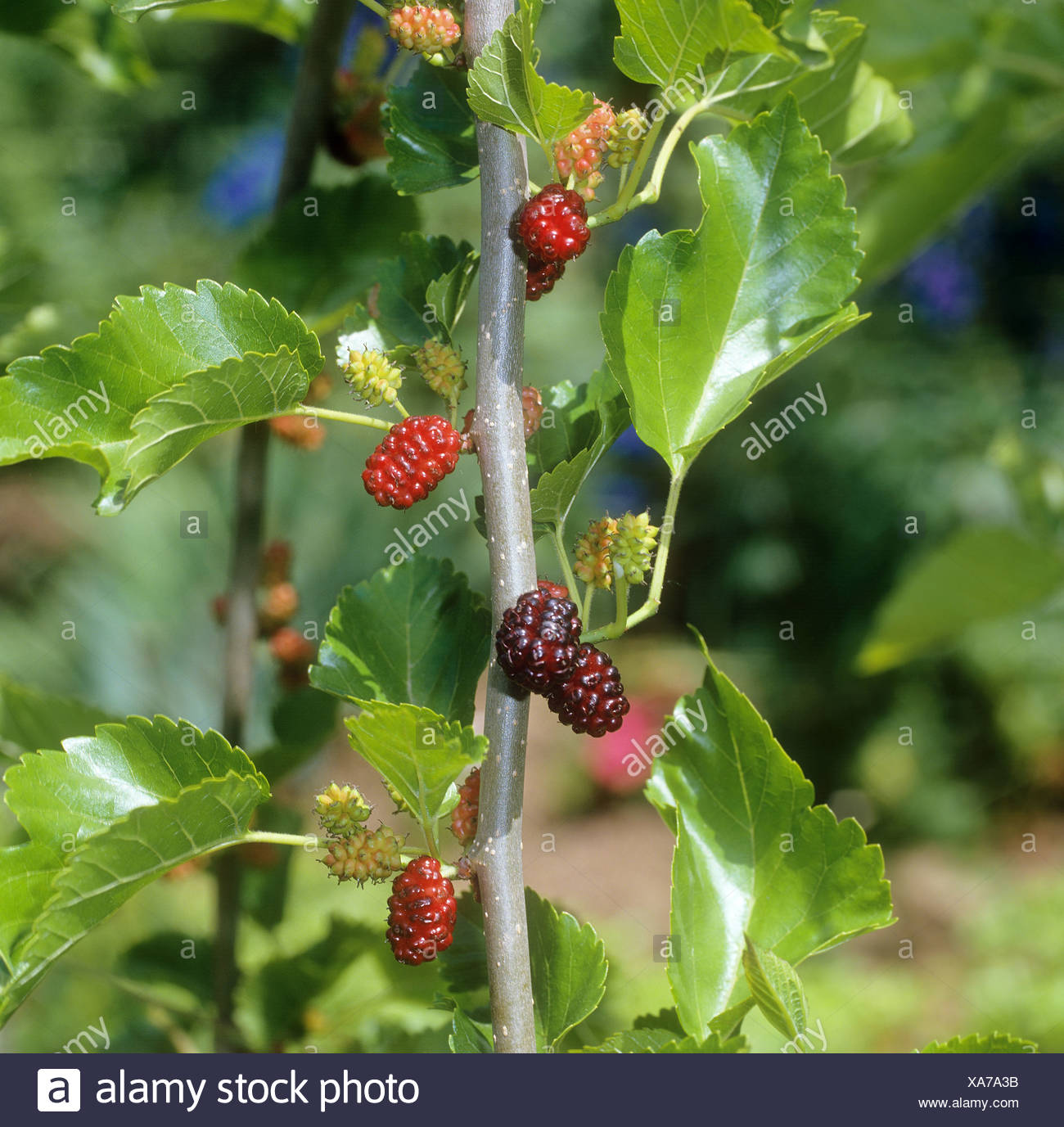 Morus Pendula Tree High Resolution Stock Photography and Images - Alamy