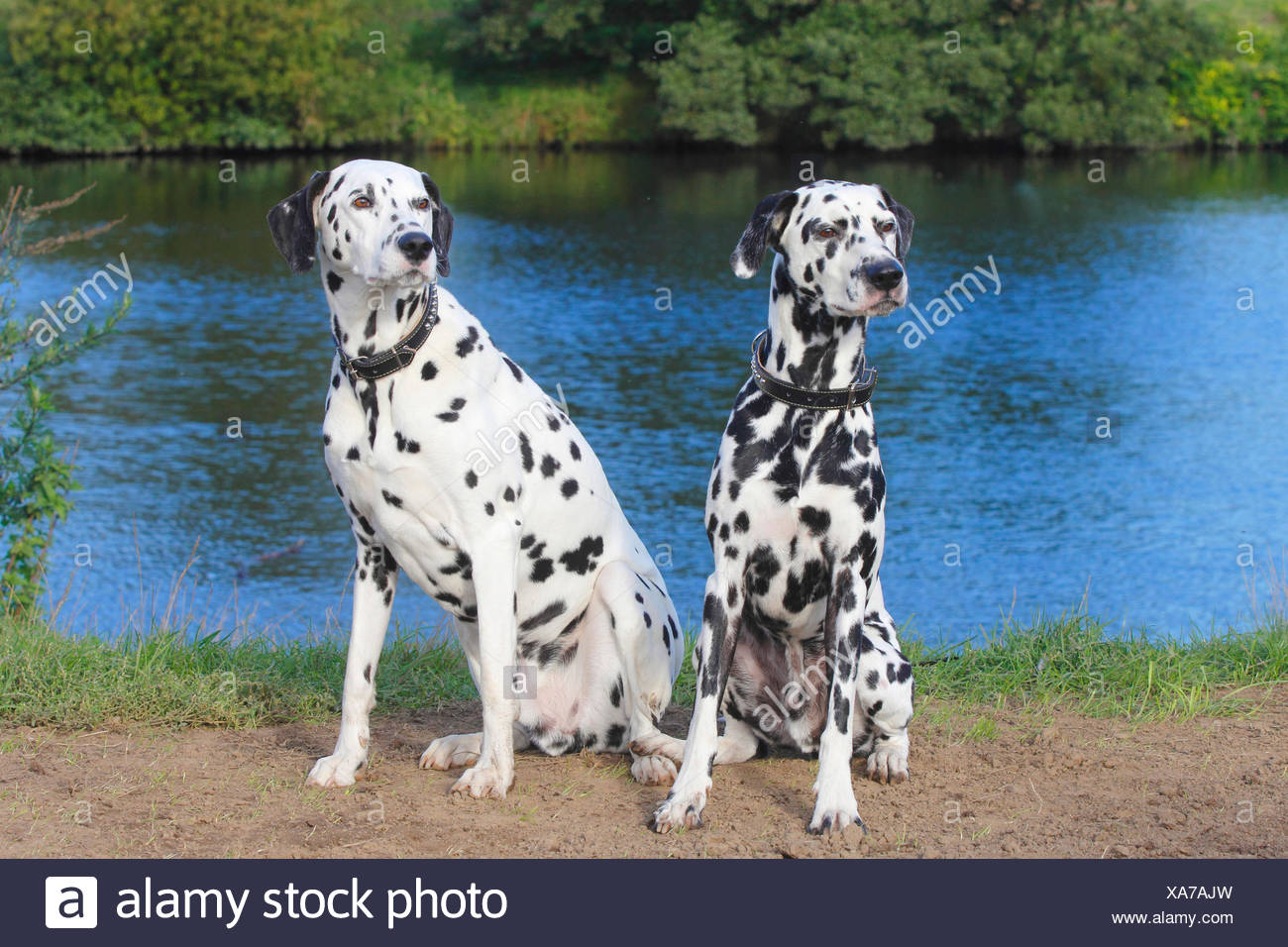 Two Dalmatians High Resolution Stock Photography and Images - Alamy