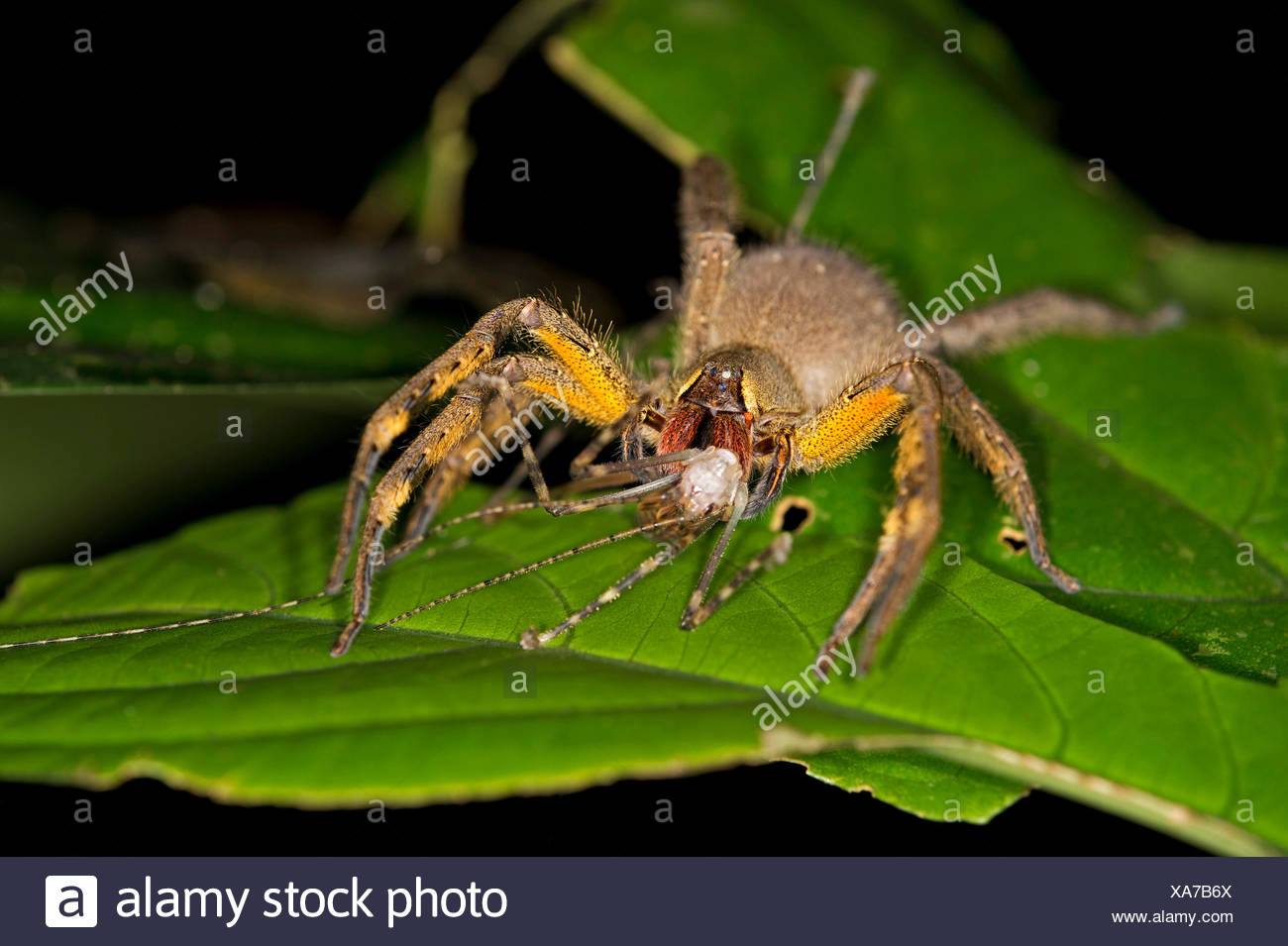Brazilian Region High Resolution Stock Photography and Images - Alamy