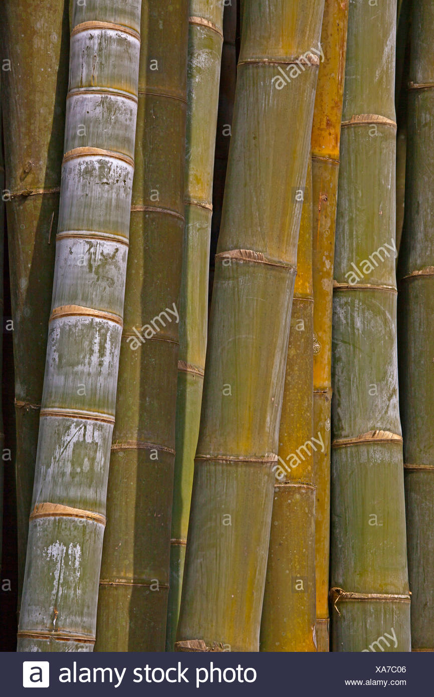 Giant Bamboo High Resolution Stock Photography and Images - Alamy
