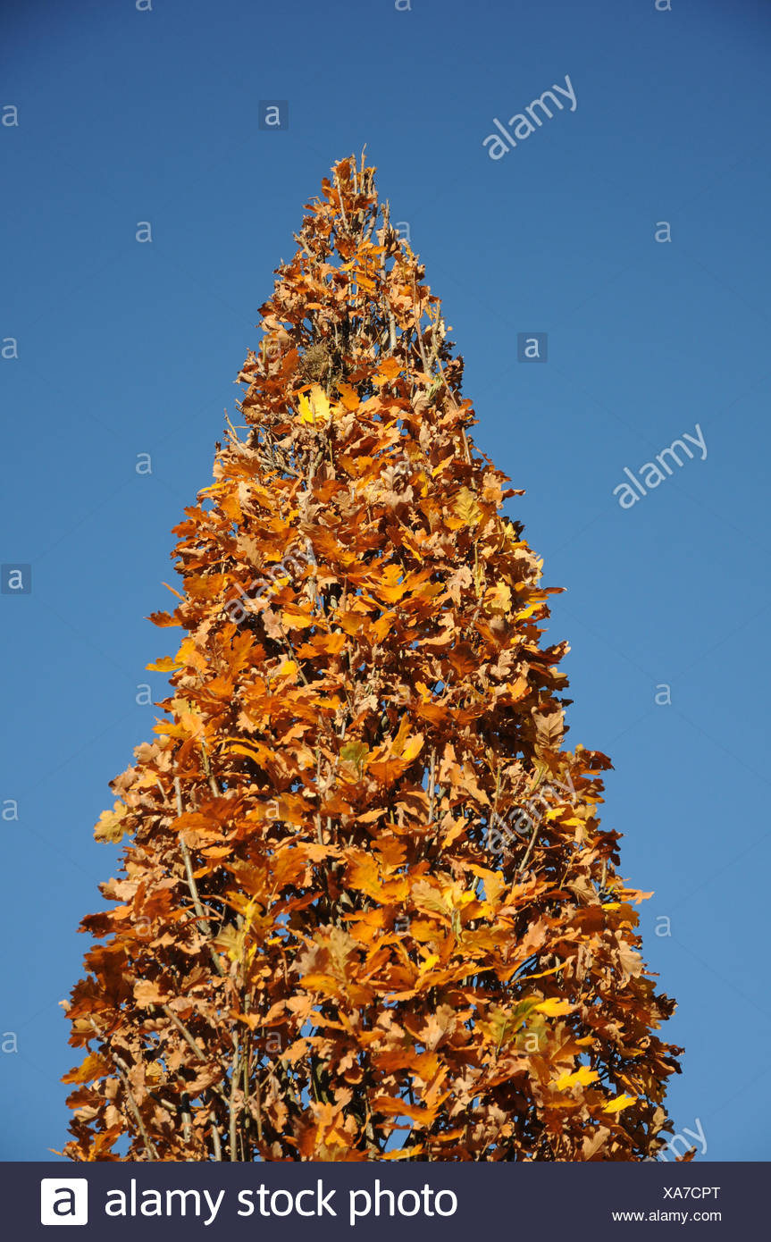 Quercus Robur Fastigiata Stock Photos & Quercus Robur Fastigiata Stock ...