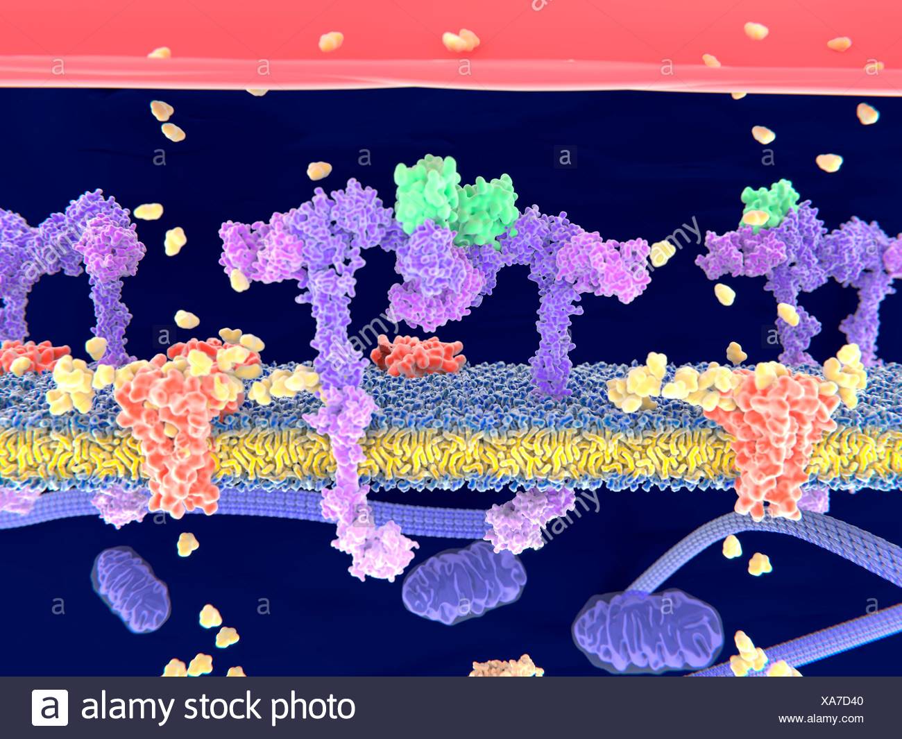 Insulin Receptor High Resolution Stock Photography and Images - Alamy
