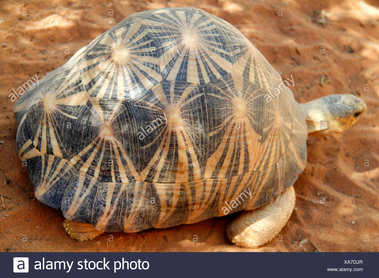 Radiated Tortoise Asterochelys Radiata High Resolution Stock ...
