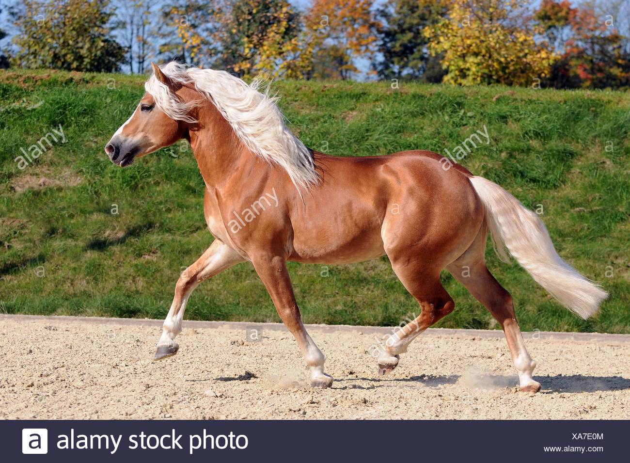 Haflinger Stallion Stock Photos & Haflinger Stallion Stock Images - Alamy