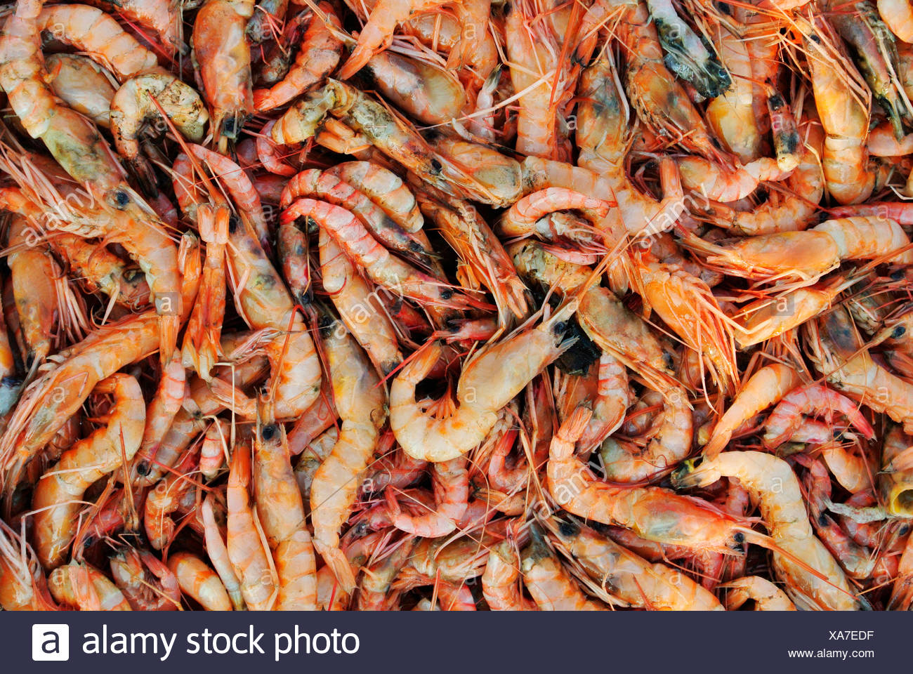 Orange Tiger Prawns High Resolution Stock Photography and Images - Alamy
