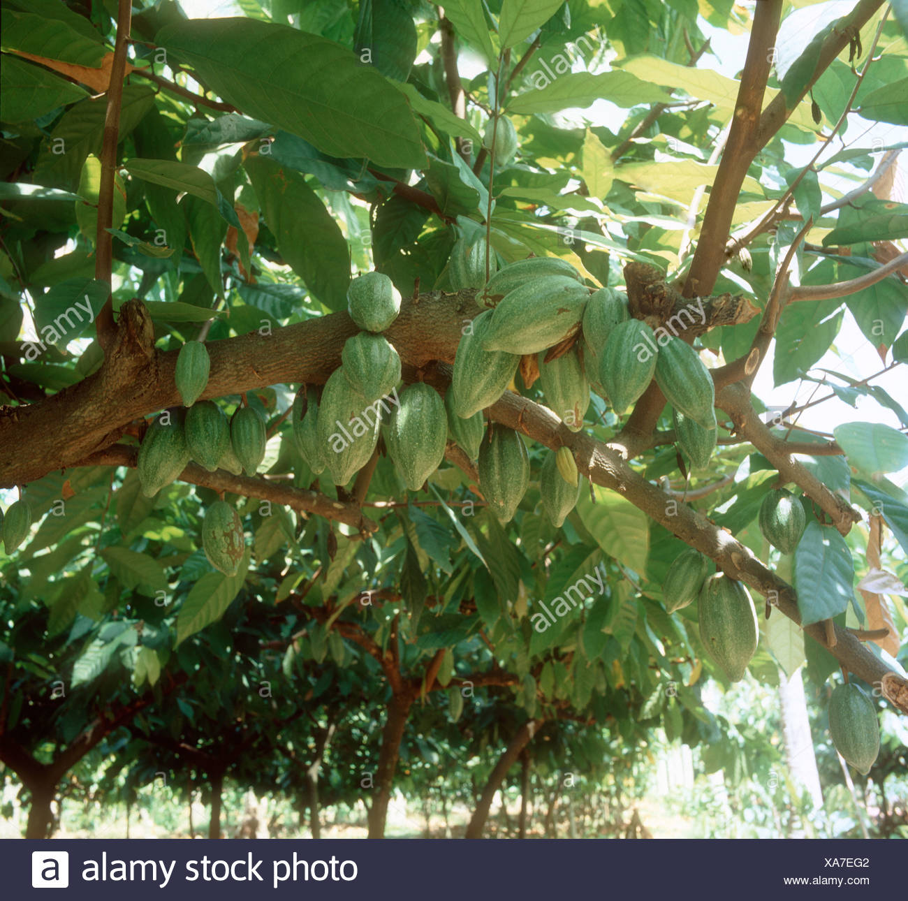 Cocoa Tree Theobroma Cacao Leaves High Resolution Stock Photography and ...