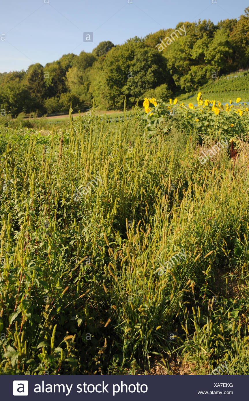 Foxtail Millet High Resolution Stock Photography and Images - Alamy
