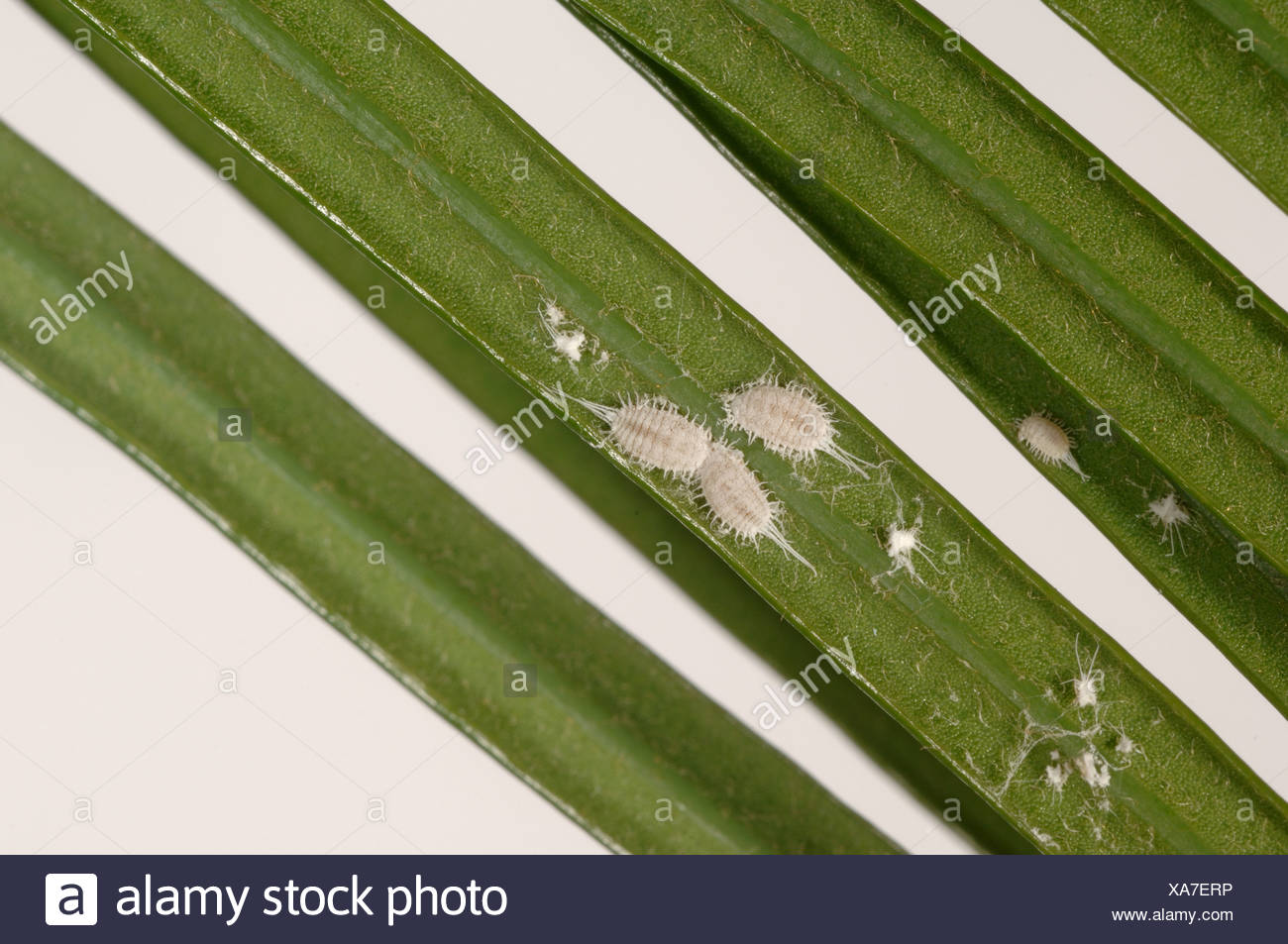 Long Tailed Mealybug Pseudococcus Longispinus High Resolution Stock ...