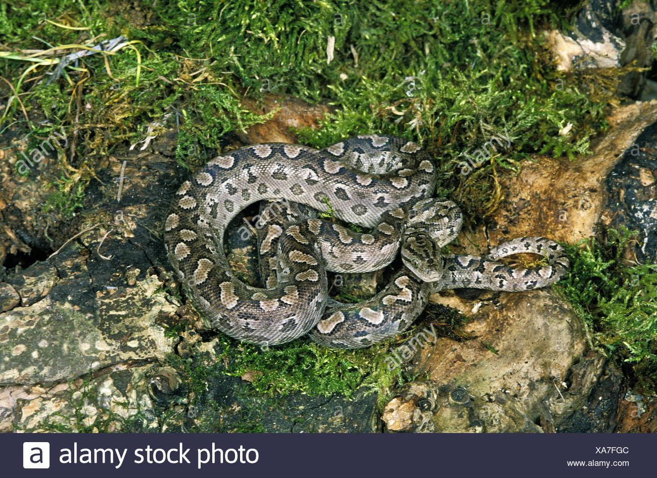 Boa Cenchria High Resolution Stock Photography and Images - Alamy