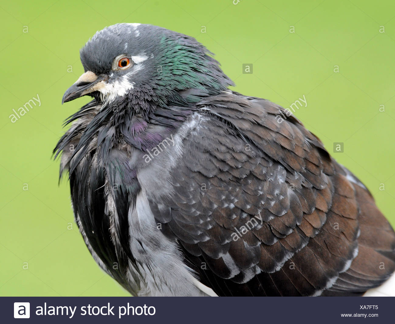 Chest Puffed Out High Resolution Stock Photography and Images - Alamy