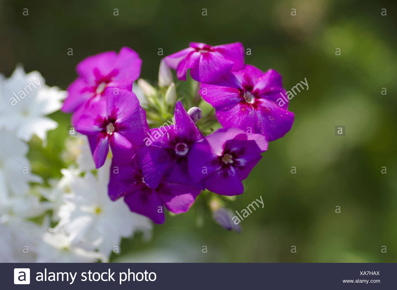 Violet Flower Flowers India Stock Photos & Violet Flower Flowers India ...