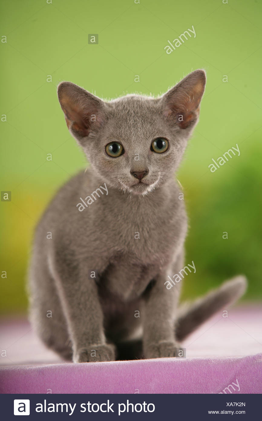 Oriental Shorthair Cat High Resolution Stock Photography and Images - Alamy