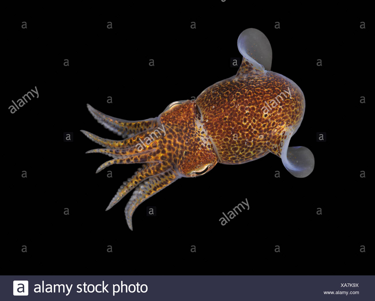 Sepiola High Resolution Stock Photography and Images - Alamy