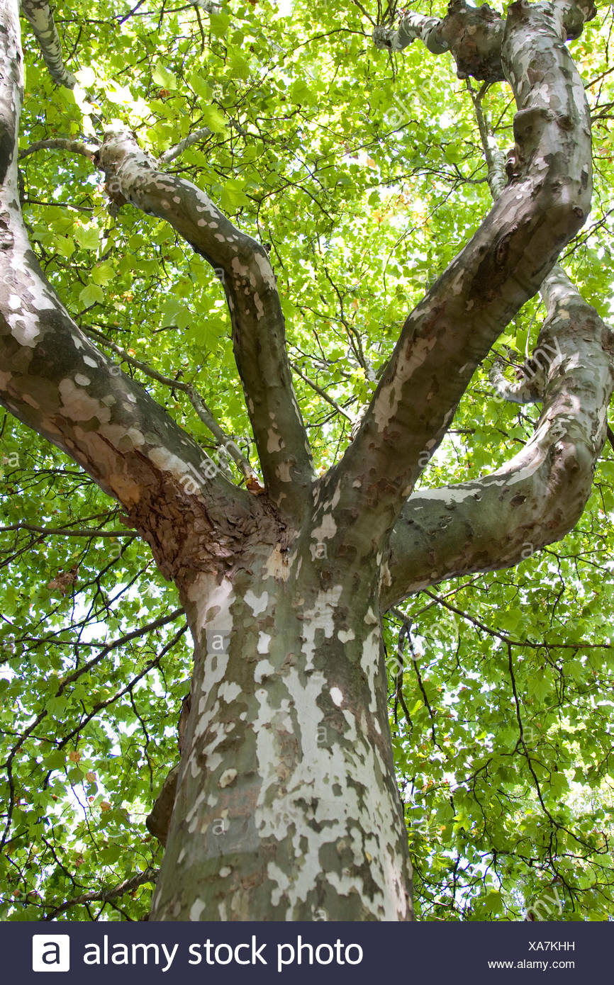 Sycamore Tree High Resolution Stock Photography and Images - Alamy