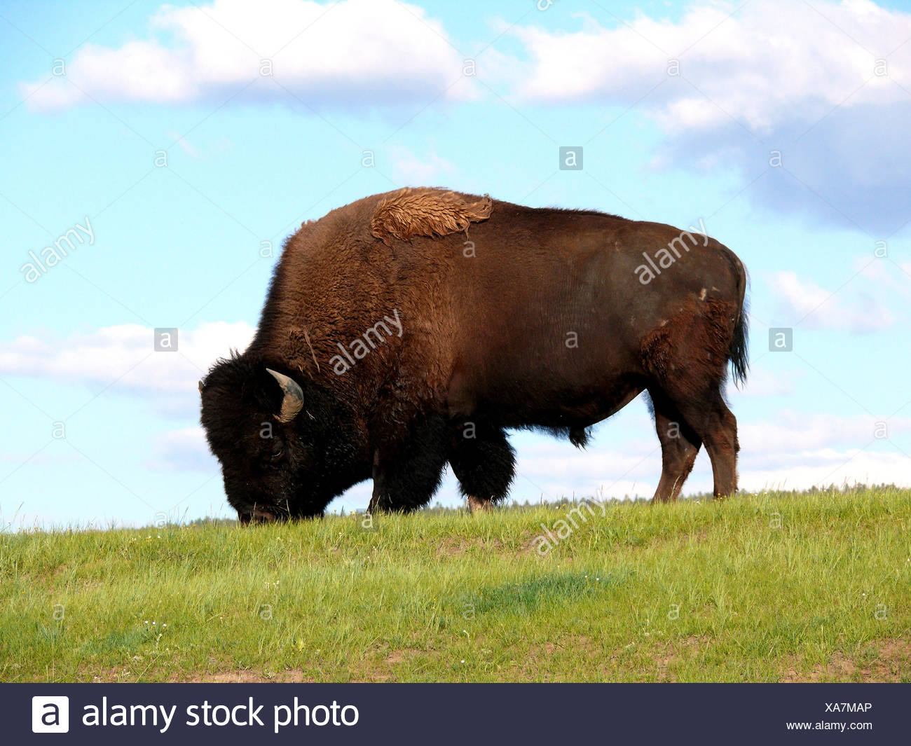 Indian Buffalo High Resolution Stock Photography and Images - Alamy