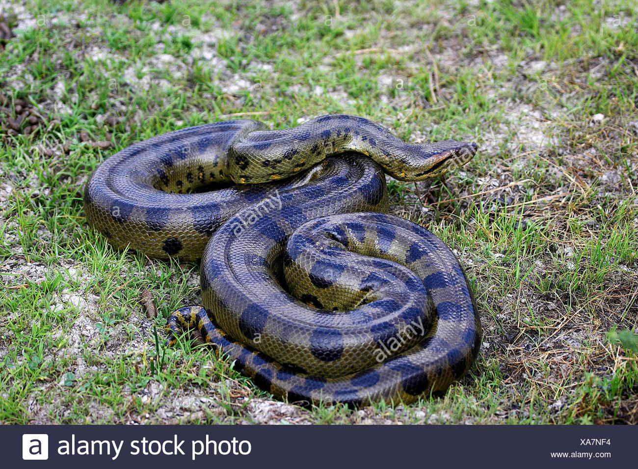 Green Anaconda Eunectes Murinus High Resolution Stock Photography and ...