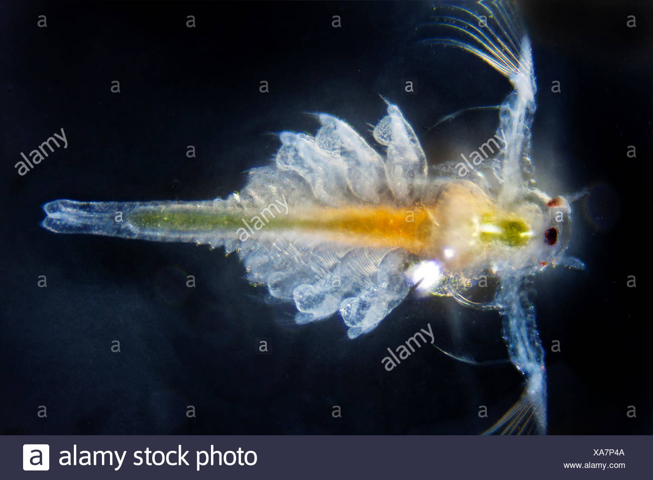 Artemia Stock Photos & Artemia Stock Images - Alamy