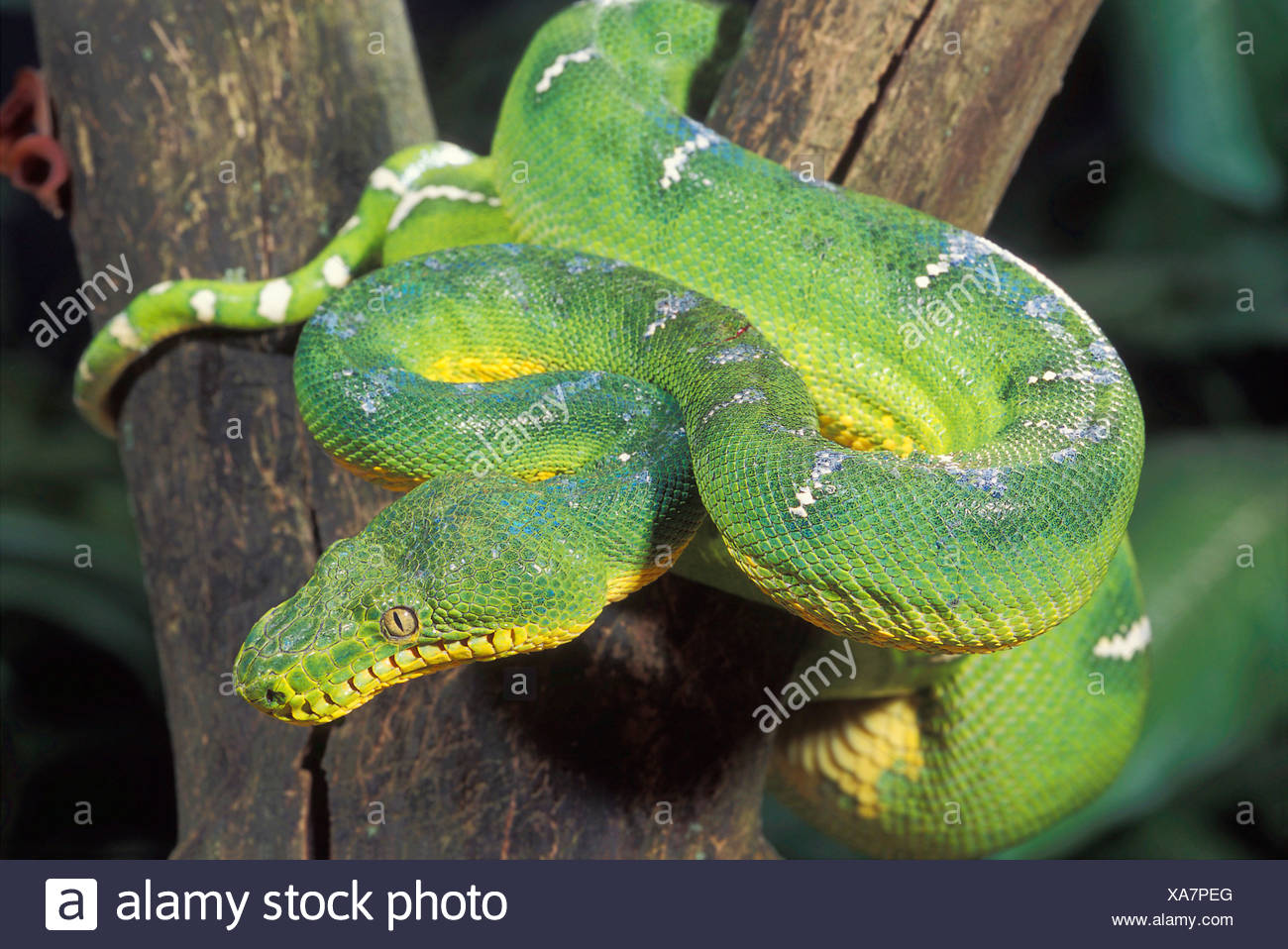 Emerald Tree Boa Stock Photos & Emerald Tree Boa Stock Images - Alamy