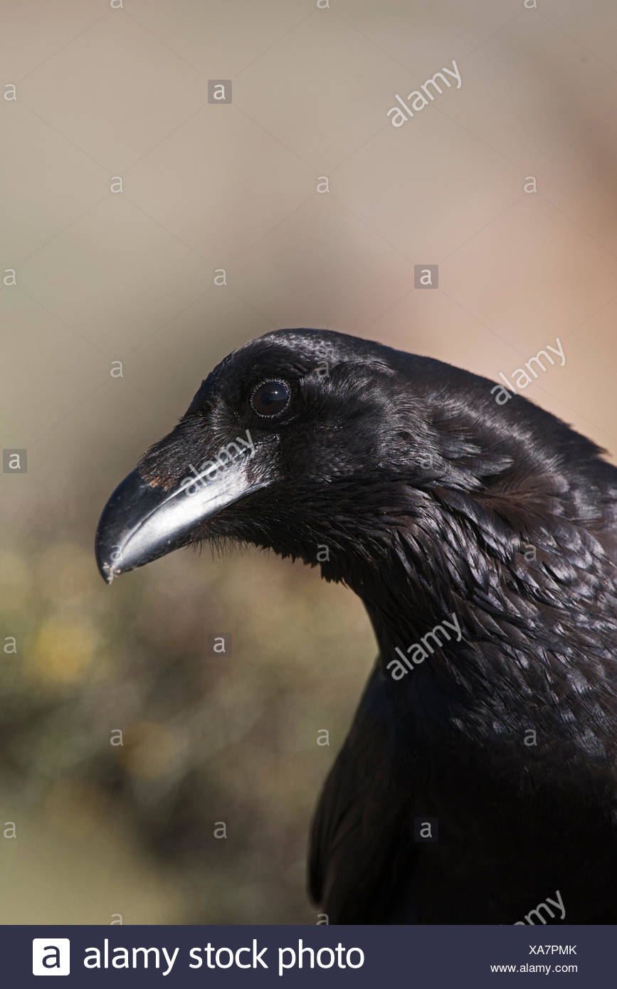 Raven Stock Photos & Raven Stock Images - Alamy