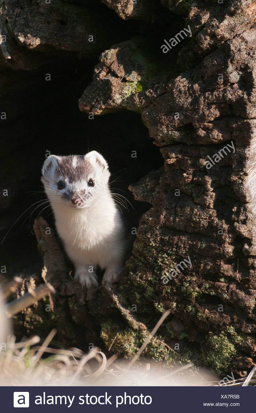 Stoats And Weasels Stock Photos & Stoats And Weasels Stock Images - Alamy